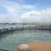 China HDPE Large Round Floating Fish Cage 80m-300m Circumference Weather Resistant Commercial Aquaculture Net Cage for Tilapia Shrimp High Density Farming for sale