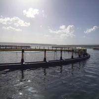 China Round HDPE Floating Fish Cage Anti Aging Commercial Aquaculture Net Cage for Freshwater Tilapia High Density Breeding 80m-300m for sale