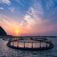 China HDPE Circular Floating Net Cage 80m-300m Circumference Wind Wave Resistant Commercial Aquaculture for Tilapia Shrimp for sale