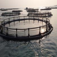 China HDPE Circular Floating Net Cage 80m-300m Circumference Wind Wave Resistant Commercial Aquaculture for Tilapia Shrimp for sale