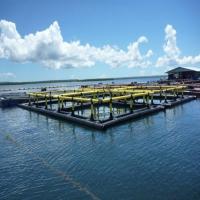 China Custom Square Anti-Wave HDPE Fish Cage 2m to 30m Integrated Floating Frame for Tilapia Freshwater Aquaculture for sale