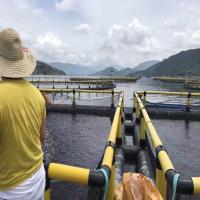 China Industrial Square HDPE Fish Rearing Cage Full Floating Aquaculture Net Cage 10m x 10m for Inland Water Large Scale Fish Farming for sale