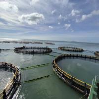 China Complete Set Round Fish Cage 80m-200m Circumference HDPE Floating Collar with Anchor System for sale