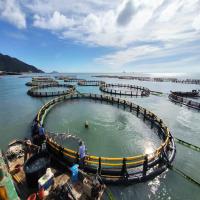 China Complete Set Round Fish Cage 80m-200m Circumference HDPE Floating Collar with Anchor System for sale