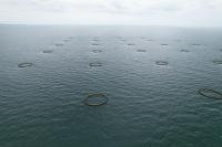 China Inland Water Fish Cages Durable PE Net Cages 6m Diameter for Africa South America for sale