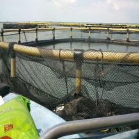 China Split Type HDPE Round Fish Cage 80m-300m Circumference Replaceable Netting for Multi Cycle Farming for sale