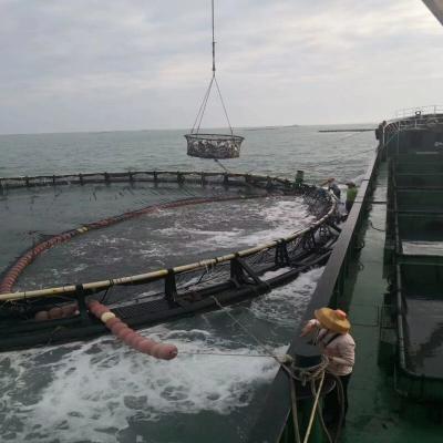 China HDPE Circular Aquaculture Cage 80m-300m Circumference Full Set with Mooring Net Accessories for sale