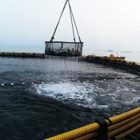 China HDPE Circular Aquaculture Cage 80m-300m Circumference Full Set with Mooring Net Accessories for sale