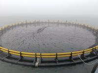 China Storm Resistant HDPE Fish Cage 12m Diameter 250mm Floating Pipe for Bangladesh Aquaculture for sale