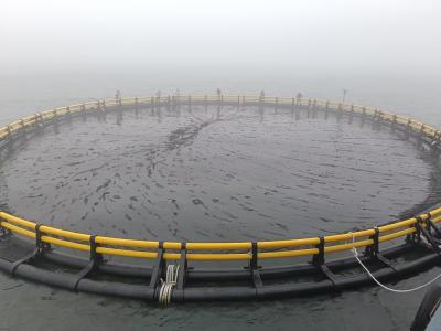 China Storm Resistant HDPE Fish Cage 12m Diameter 250mm Floating Pipe for Bangladesh Aquaculture for sale