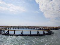 China Storm Resistant HDPE Fish Cage 12m Diameter 250mm Floating Pipe for Bangladesh Aquaculture for sale
