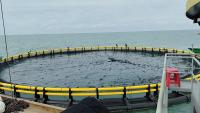 China Storm Resistant HDPE Fish Cage 12m Diameter 250mm Floating Pipe for Bangladesh Aquaculture for sale