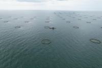 China Sand Resistant HDPE Fish Cage 12m Diameter 37.7m Circumference for Saudi Arabia Fish Farming for sale