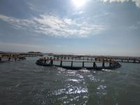 China HDPE Fish Cage 12m Diameter 250mm Pipe Flood Wave Resistant for Nigeria Fish Farming for sale