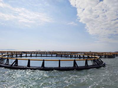 China HDPE Fish Cage 12m Diameter 250mm Pipe Wind Sand Wave Resistant for Syria Aquaculture for sale