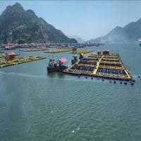 China Modular Square HDPE Floating Fish Cage Offshore Nursery Cage 4m x 4m for High Density Pangasius Farming for sale