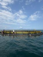 China Windproof HDPE Floating Tube Cage 15m Diameter Reinforced Anti-wind Circular Fish Cage for Lake Aquaculture for sale