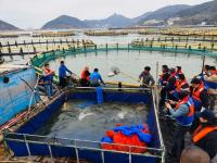 China HDPE PE100 Reinforced Anti-wind Circular Fish Cage Dia.15m 6m Wave Height for sale
