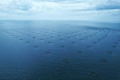 China Heavy HDPE Anti-Wind Circular Fish Cage Dia 15m PE100 UV Resistant Offshore Aquaculture for sale