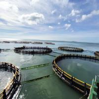 China HDPE Circular Floating Fish Cage 80m-300m Circumference Reinforced Complete Cage for Deep Water Adult Fish Culture for sale