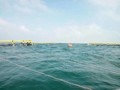 China Dia 20m HDPE Fish Cage PE100 Pipe Anti Wave 6m Typhoon Resistant Aquaculture Cage for sale