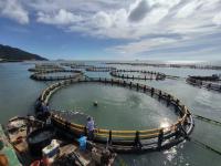 China Dia.20m HDPE Fish Cage PE100 Pipe Anti-Wave 6m Typhoon Resistant Lake Aquaculture for sale