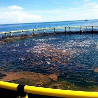 China Storm-resistant Deep Sea HDPE Circular Fish Cage for sale