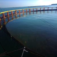 China 30m Standard Circular Coastal Fish Cage, Floating Aquaculture Gear for Sea Bream & Golden Pompano for sale