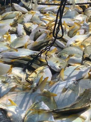 China Are you searching for HDPE fish cages that support higher stocking density? for sale