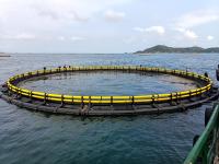 China Our double pipe PE fish cage can bear 18–22 kg tambaqui per cubic meter for sale