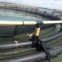 China 30m Perimeter Small Circular Aquaculture Cage For Seawater Nursery for sale