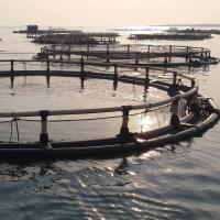 China 30m Perimeter Small Circular Aquaculture Cage For Seawater Nursery for sale