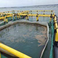 China 4m×4m HDPE Square Floating Fish Cage For Tilapia Farming for sale