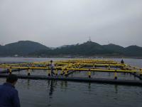 China Suitable for 6–50m lakes & reservoirs, stable for milkfish 20–24kg/m³ high-density culture for sale