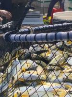 China Suitable for 6–50m lakes & reservoirs, stable for milkfish 20–24kg/m³ high-density culture for sale