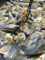 China Suitable for 6–50m lakes & reservoirs, stable for milkfish 20–24kg/m³ high-density culture for sale
