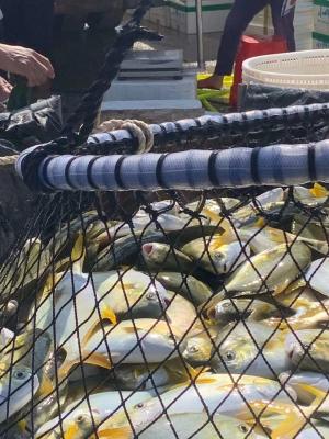 China Monsoon-resistant structure fits barramundi culture with ideal 16–20kg/m³ stocking biomass for sale