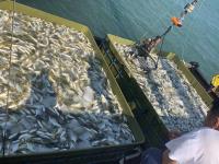 China Anti-wave & anti-escape design supports stable catfish culture within 22–26kg/m³ stocking density for sale