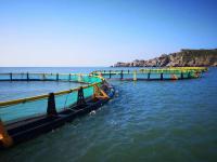 China Anti-wave & anti-escape design supports stable catfish culture within 22–26kg/m³ stocking density for sale