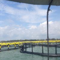 China Wave-Resistant HDPE Circular Aquaculture Cage for Offshore Marine Fish Farming for sale