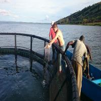 China Large-Volume HDPE Circular Fish Cage, Standard Equipment for Commercial Marine Fish Farm for sale