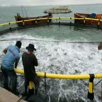 China HDPE Cages for African Freshwater Lakes | Ideal for Lake Victoria & Lake Tanganyika Tilapia Farming for sale