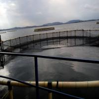 China HDPE Cages for African Freshwater Lakes | Ideal for Lake Victoria & Lake Tanganyika Tilapia Farming for sale