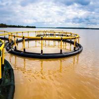 China Replace Steel/Wooden Cages | HDPE Corrosion Resistant | 3× Longer Lifespan for sale
