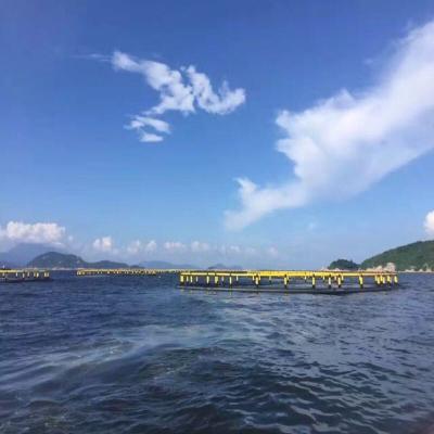 China Multiple Mesh Sizes Available | Fits Tilapia, Grouper, Catfish, Shrimp & More for sale
