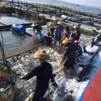 China Live Fish Holding & Grading Cages | Pre-Sale Storage / Size Sorting / Quarantine | Flexible & Efficient for sale