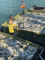 China Curious about HDPE floating fish cage? Learn about its main benefits and farming capacity for sale