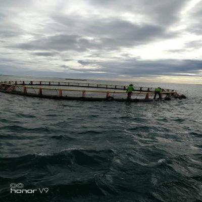 China 80m Circumference HDPE Circular Fish Cage for Marine Fish & Shrimp Farming for sale