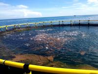 China The Smart Choice for Ghana Aquaculturists: Premium HDPE Fish Cages for Peak Prices for sale