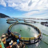 China Large Reservoir Deep-water Fattening Fish Cage for sale